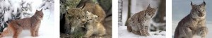 Tipos de linces » LINCEPEDIA